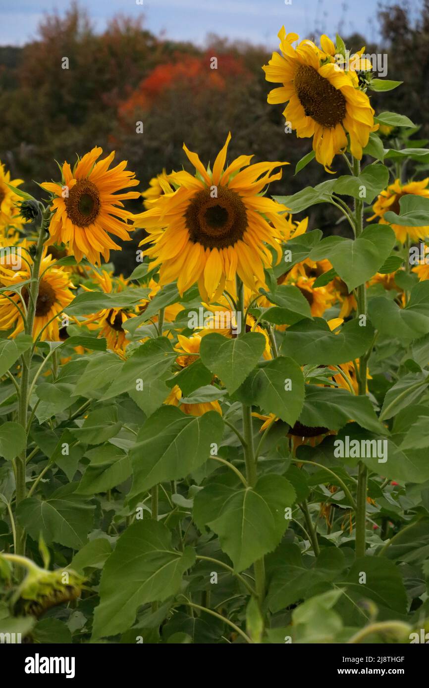 Sunflower field, helianthus annuus, grown as a crop for its edible ...