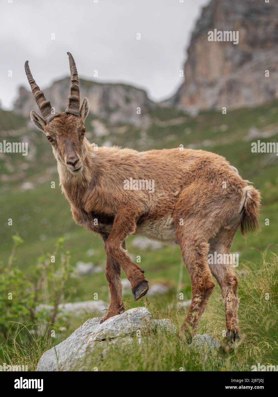 Steinbock symbol hi-res stock photography and images - Alamy
