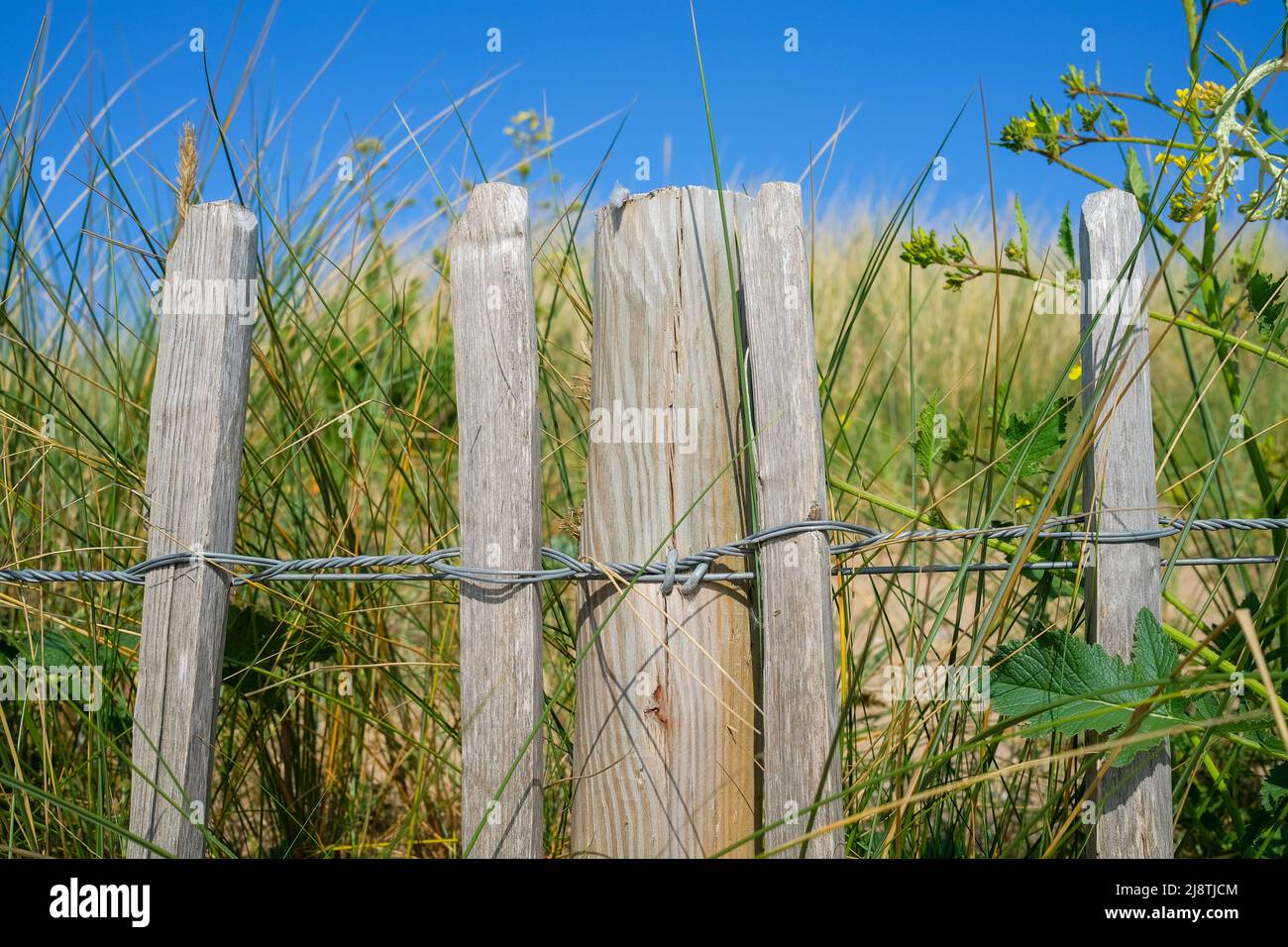Sand barrier fence plants hi-res stock photography and images - Alamy