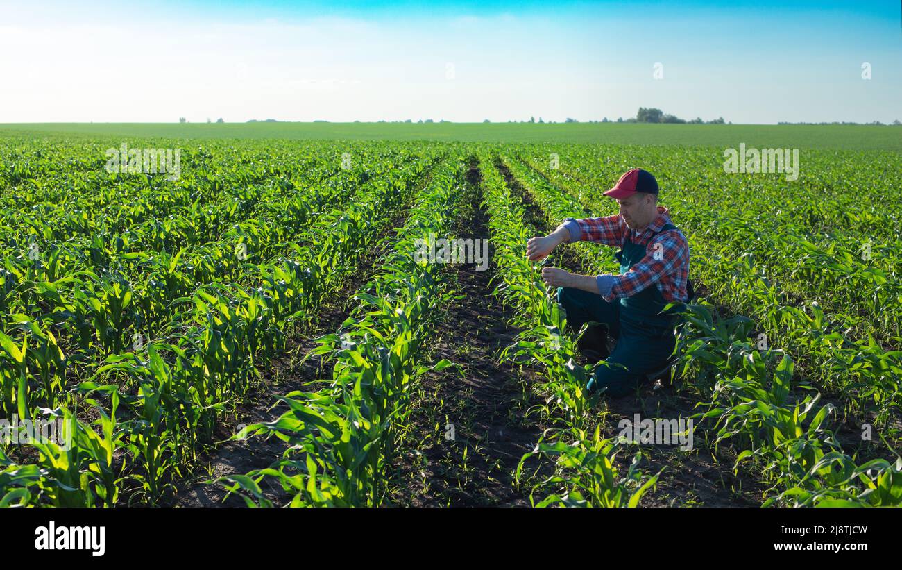 Middle age male caucasian maize farmer with measure tape kneeled for ...