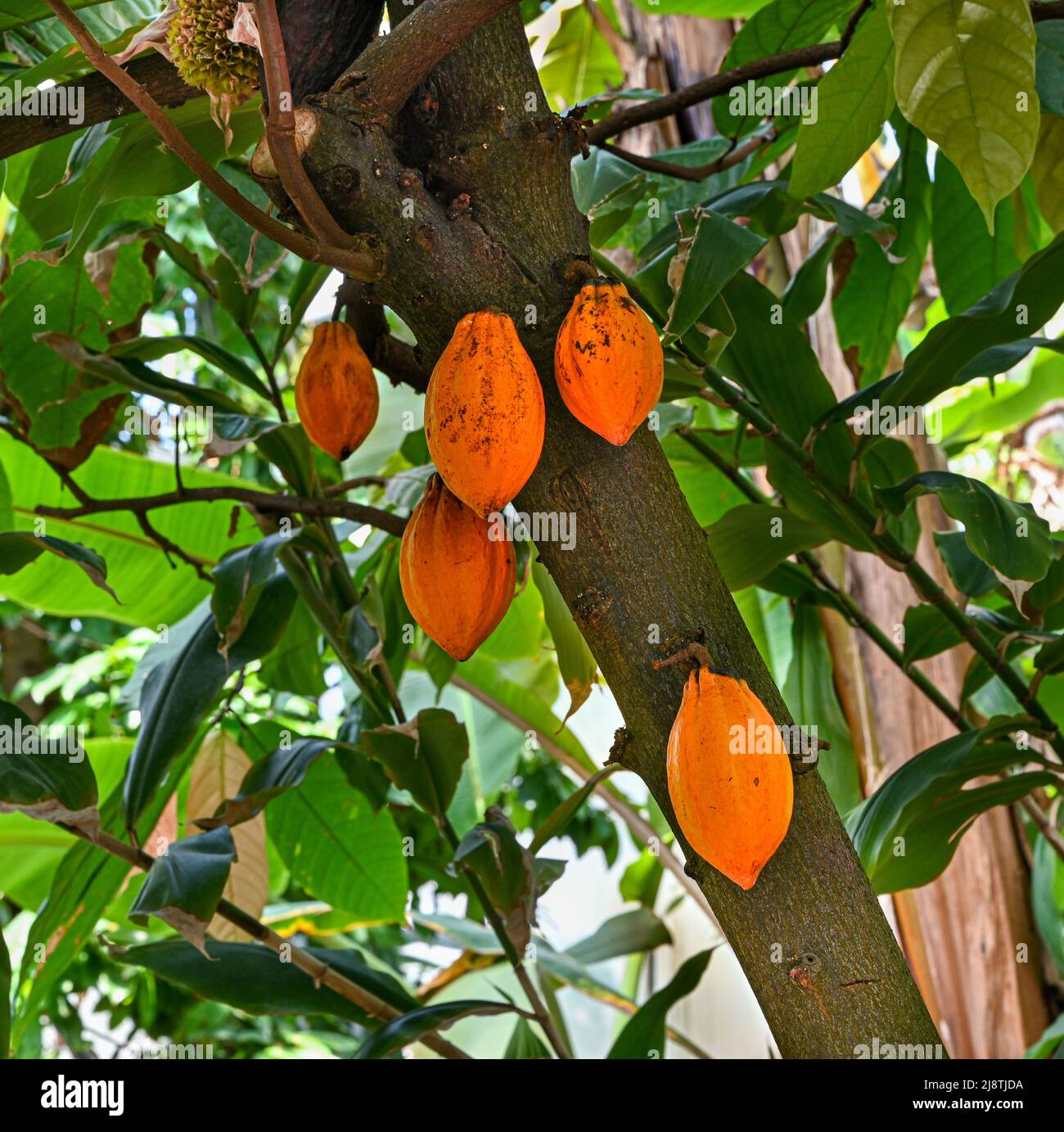 Cacao tree or cocoa tree (Theobroma cacao) is an evergreen tree native ...