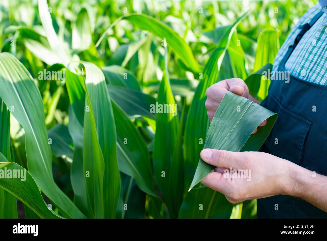 Farmer standing in corn field hi-res stock photography and images - Alamy