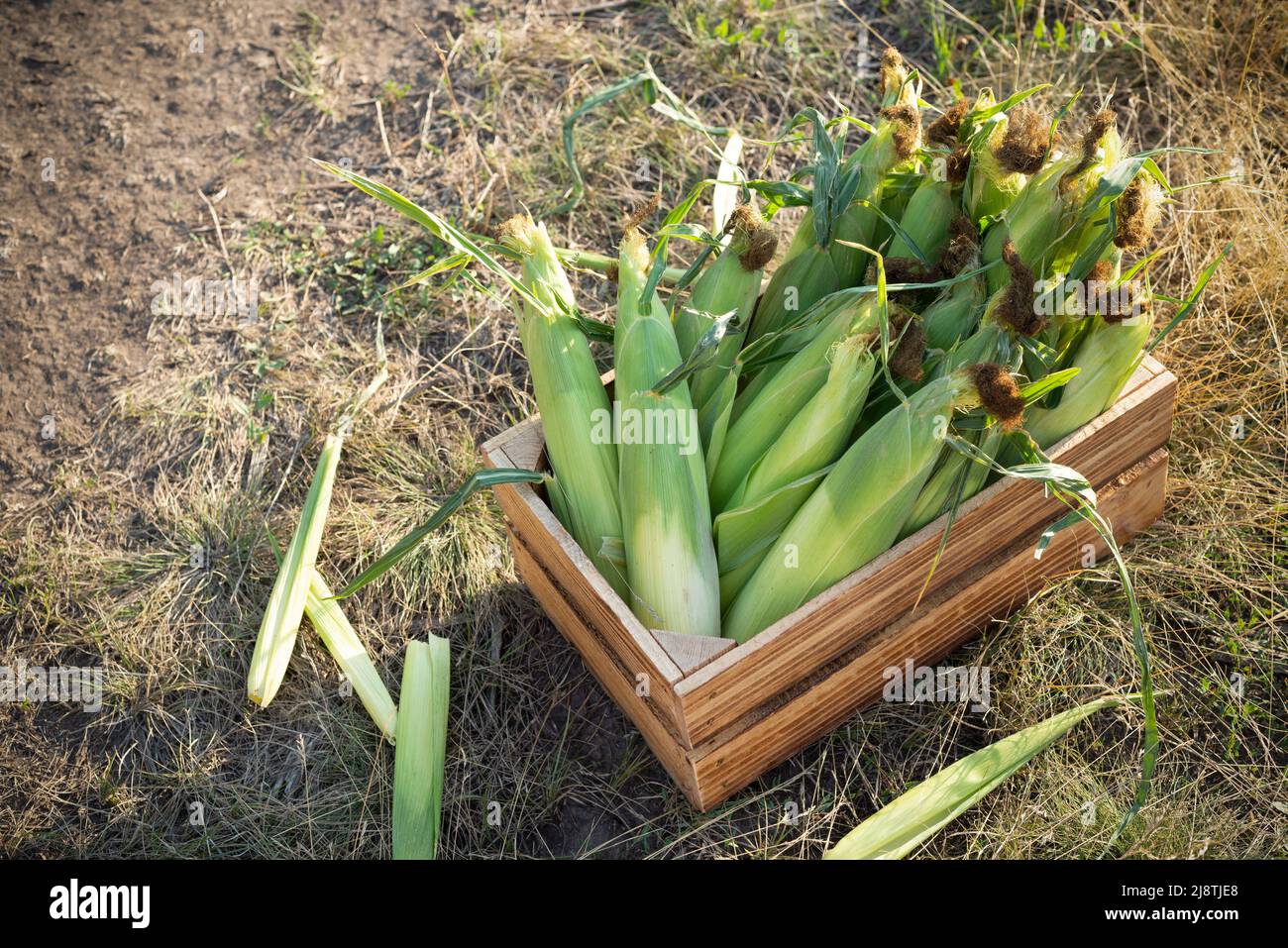 Just picked sweet corn cobs in wood plank crate closeup view Stock ...