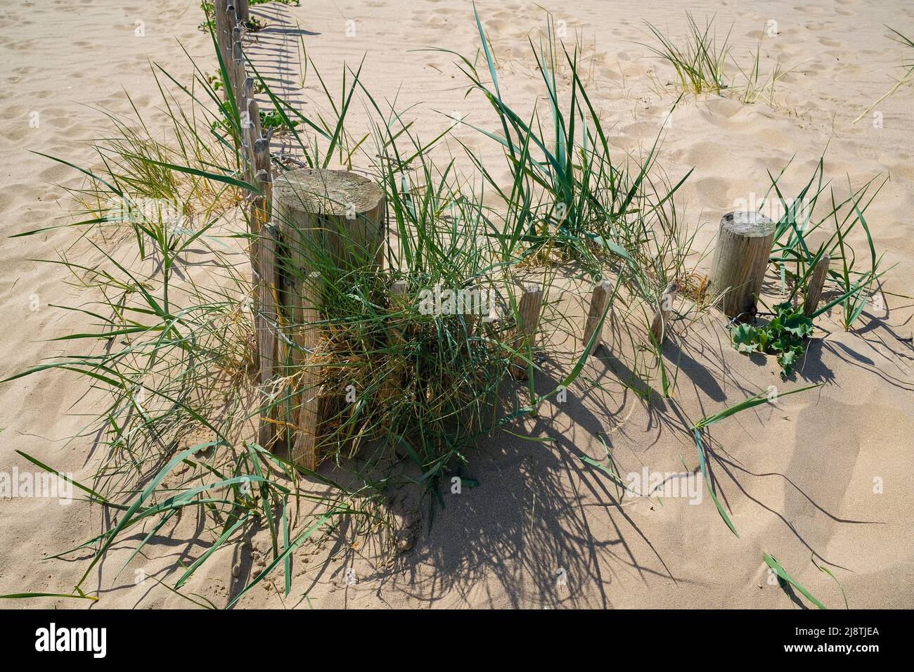 wooden fence and post in the sand dunes offering wind protection Stock ...