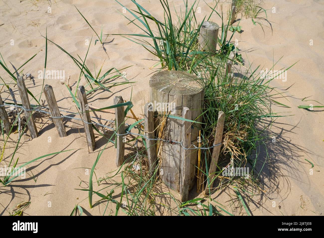 wooden fence protecting the sand dunes and grasses growing on the beach ...