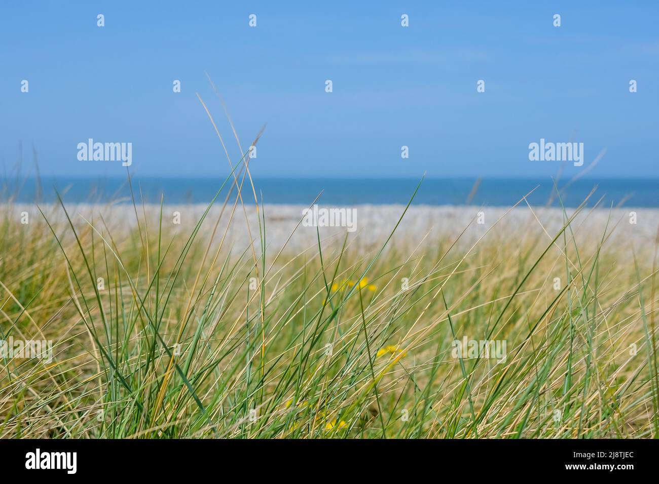 beach grasses growing next to the sea shore Stock Photo - Alamy