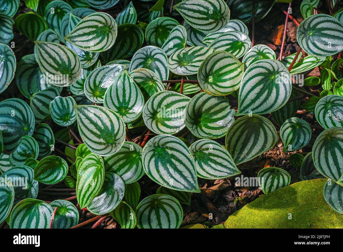 Watermelon Peperomia or Watermelon Begonia leaf (Peperomia argyreia ...