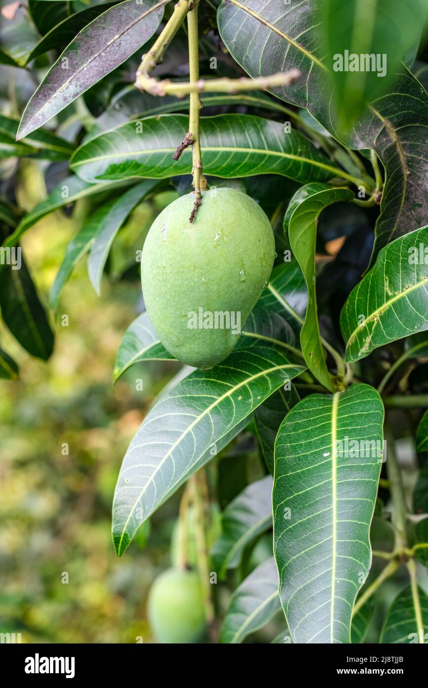 Organic fresh raw mango hanging on the tree with leaves Stock Photo - Alamy