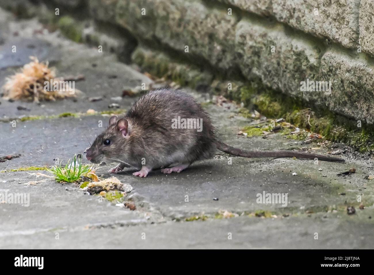 A Brown Rat - Rattus norvegicus on a patio looking for food dropped ...