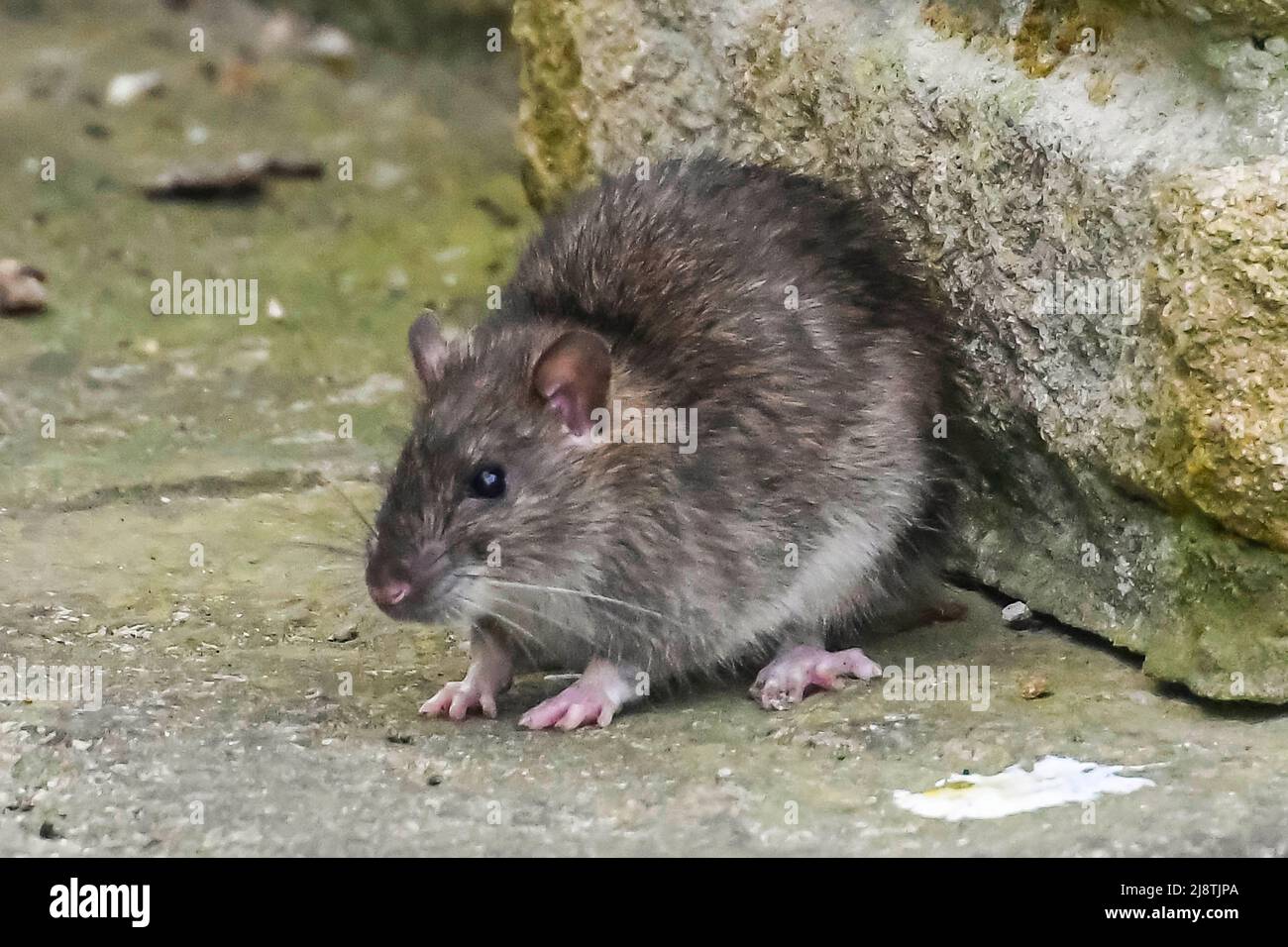Rat on bird feeder hi-res stock photography and images - Alamy