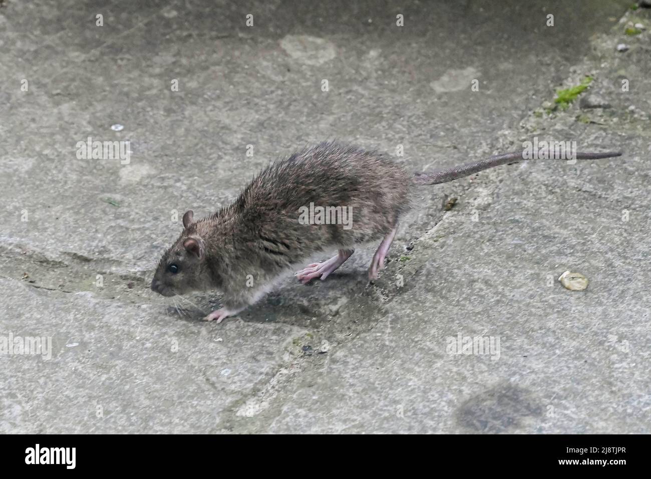 A Brown Rat - Rattus norvegicus on a patio looking for food dropped ...