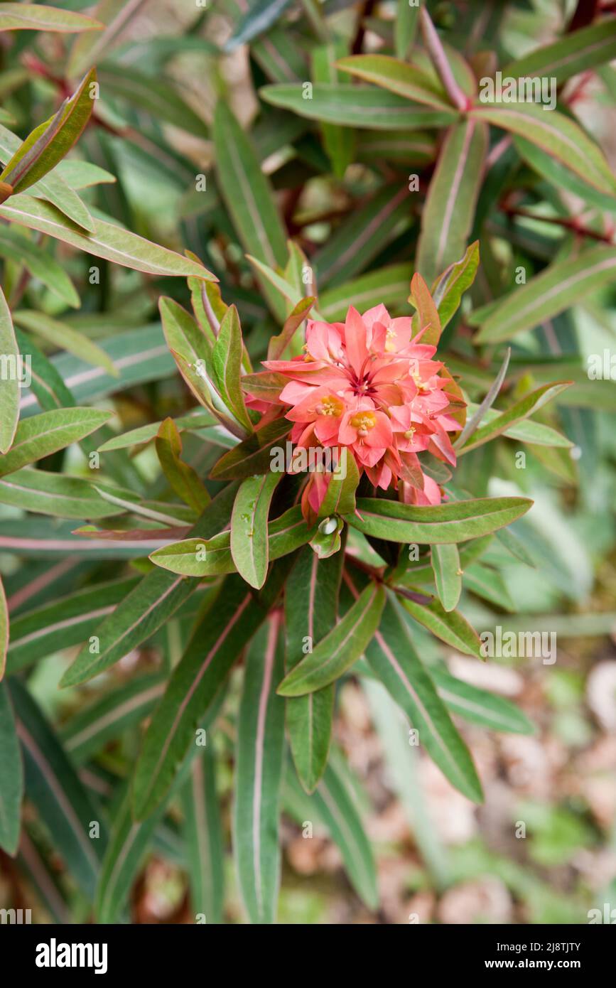 Euphorbia griffithii fireglow Stock Photo - Alamy