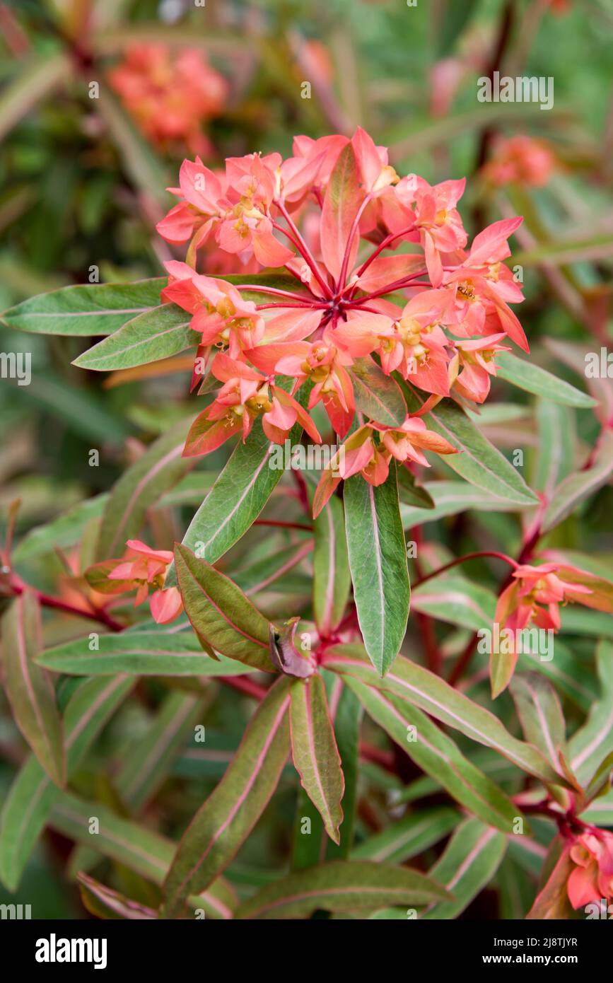 Euphorbia griffithii fireglow Stock Photo - Alamy