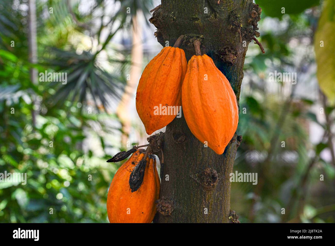 Cacao tree or cocoa tree (Theobroma cacao) is an evergreen tree native ...