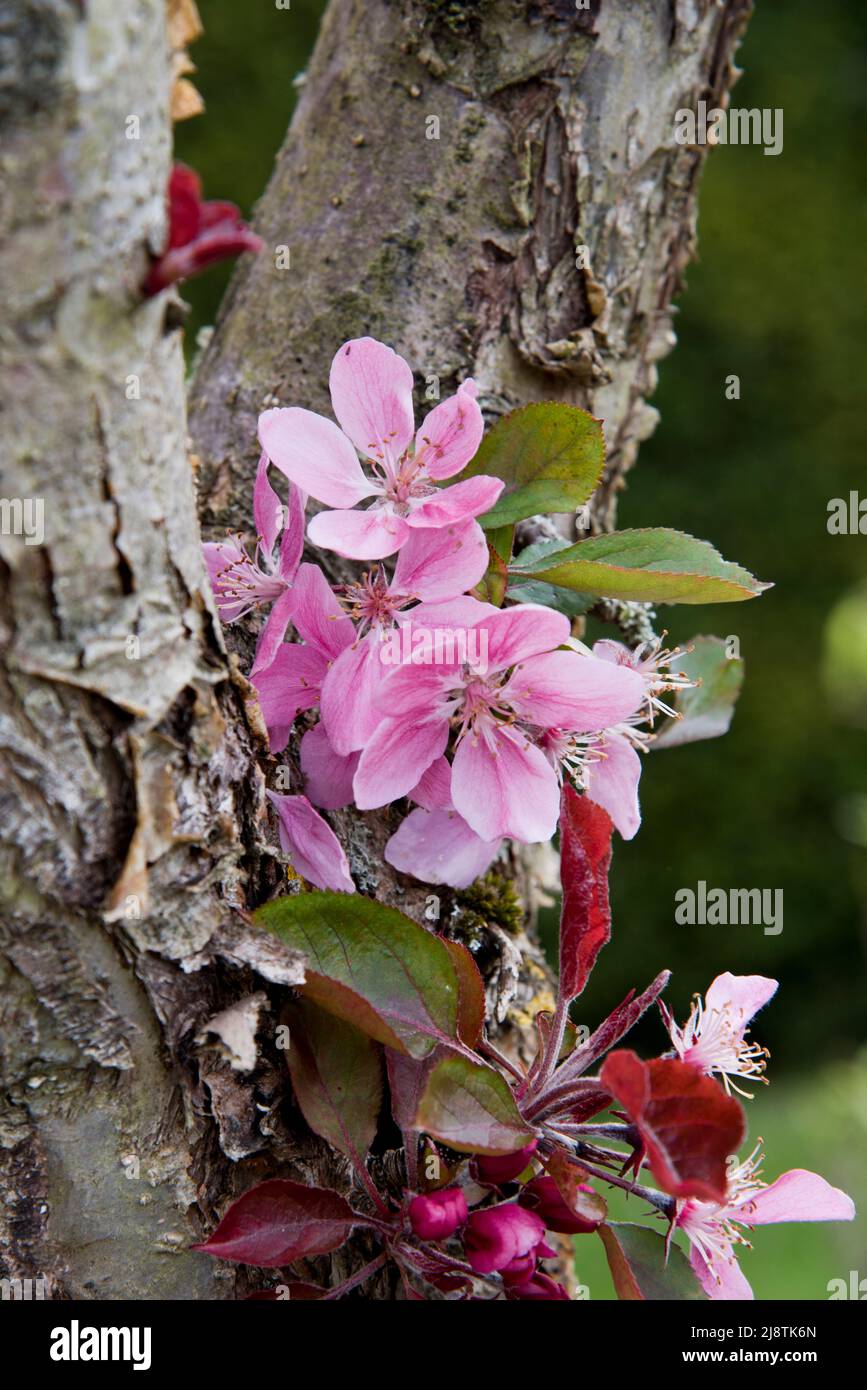 Pink apple blossom, Malus Domestica, Maypole Stock Photo - Alamy
