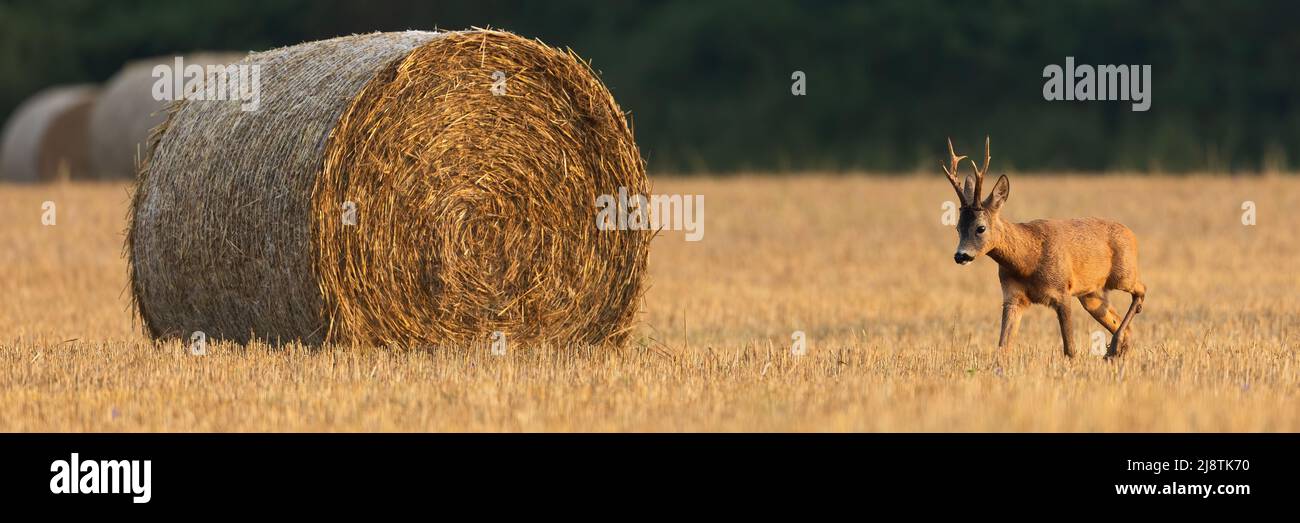 Roe deer approaching on stubble in summer morning with copy space Stock ...