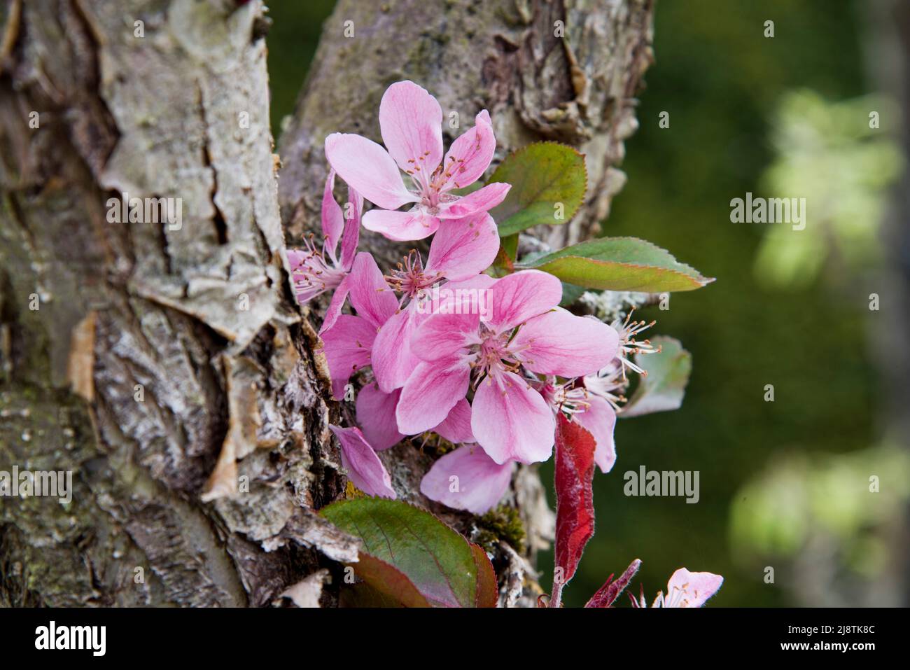 Pink apple blossom, Malus Domestica, Maypole Stock Photo - Alamy