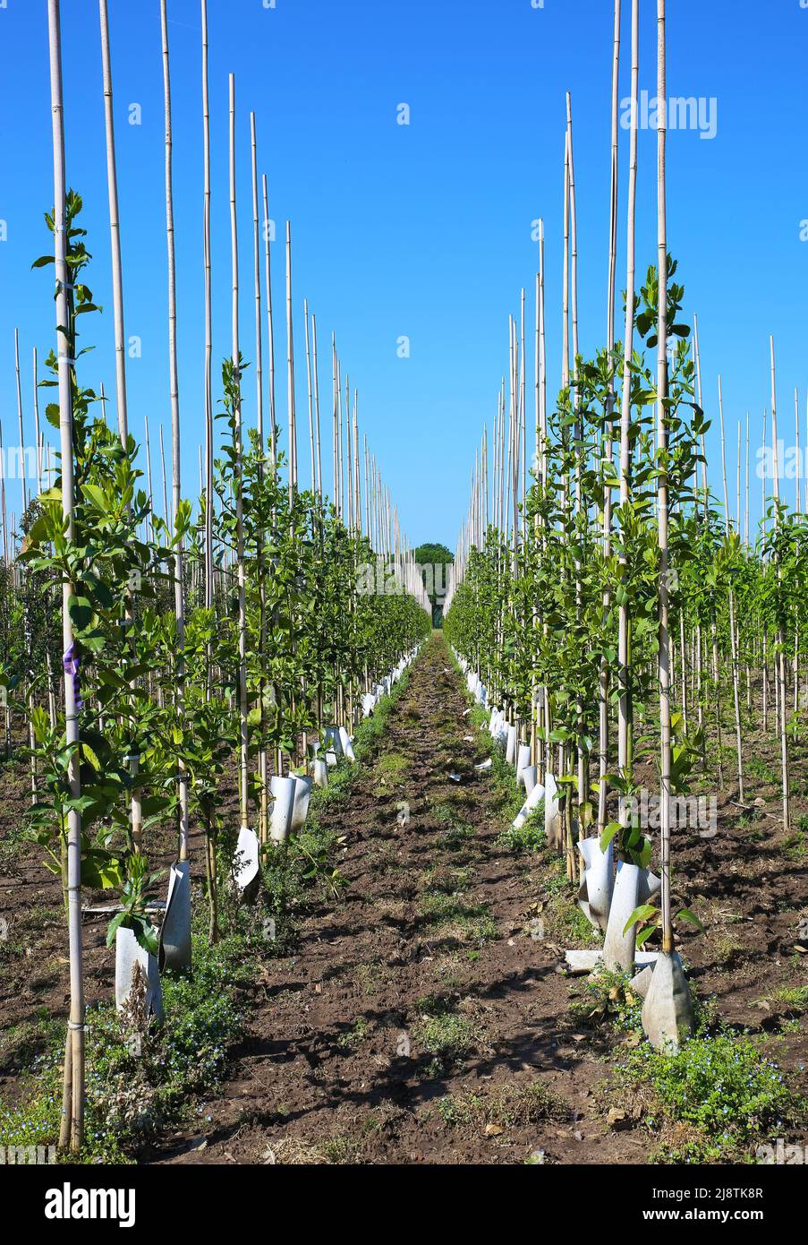 Seedlings in a row hi-res stock photography and images - Alamy