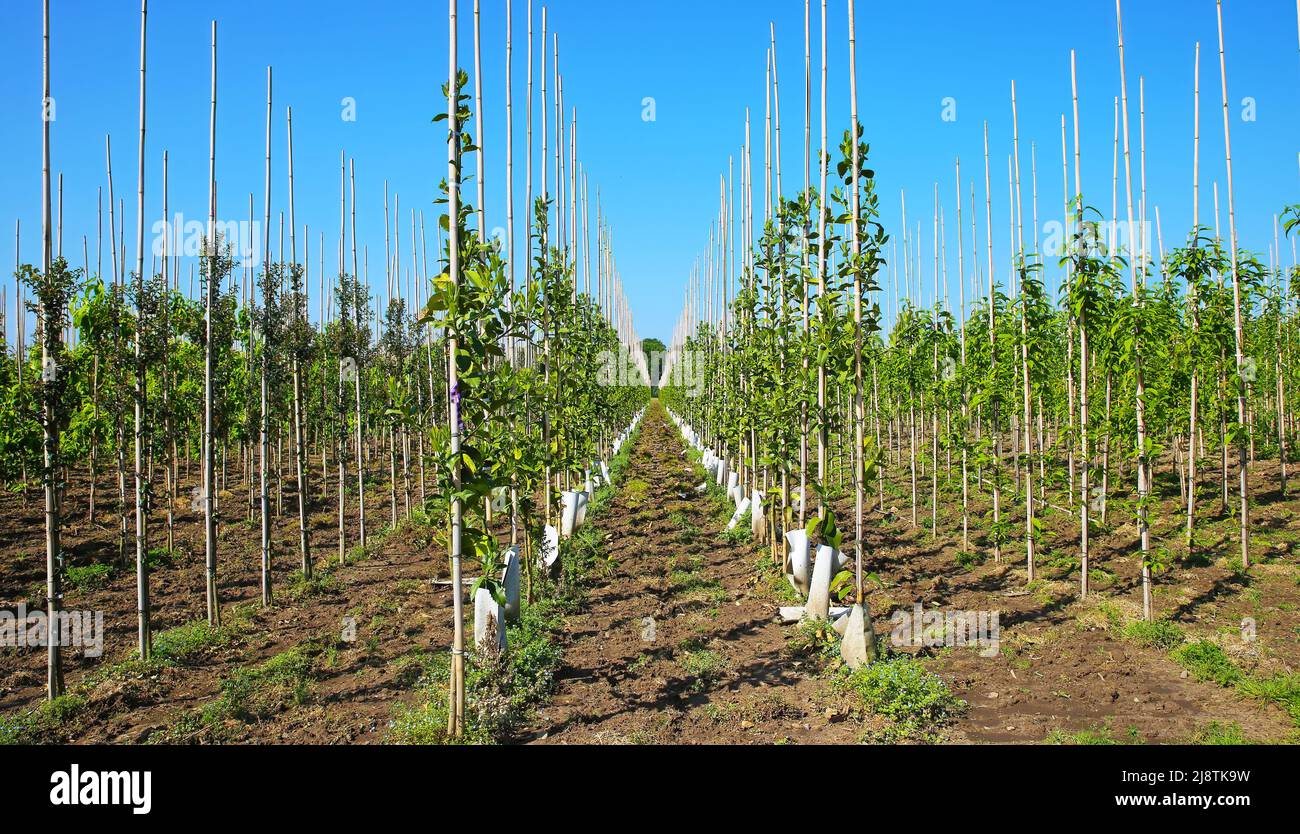 Rows of tree seedlings hi-res stock photography and images - Alamy