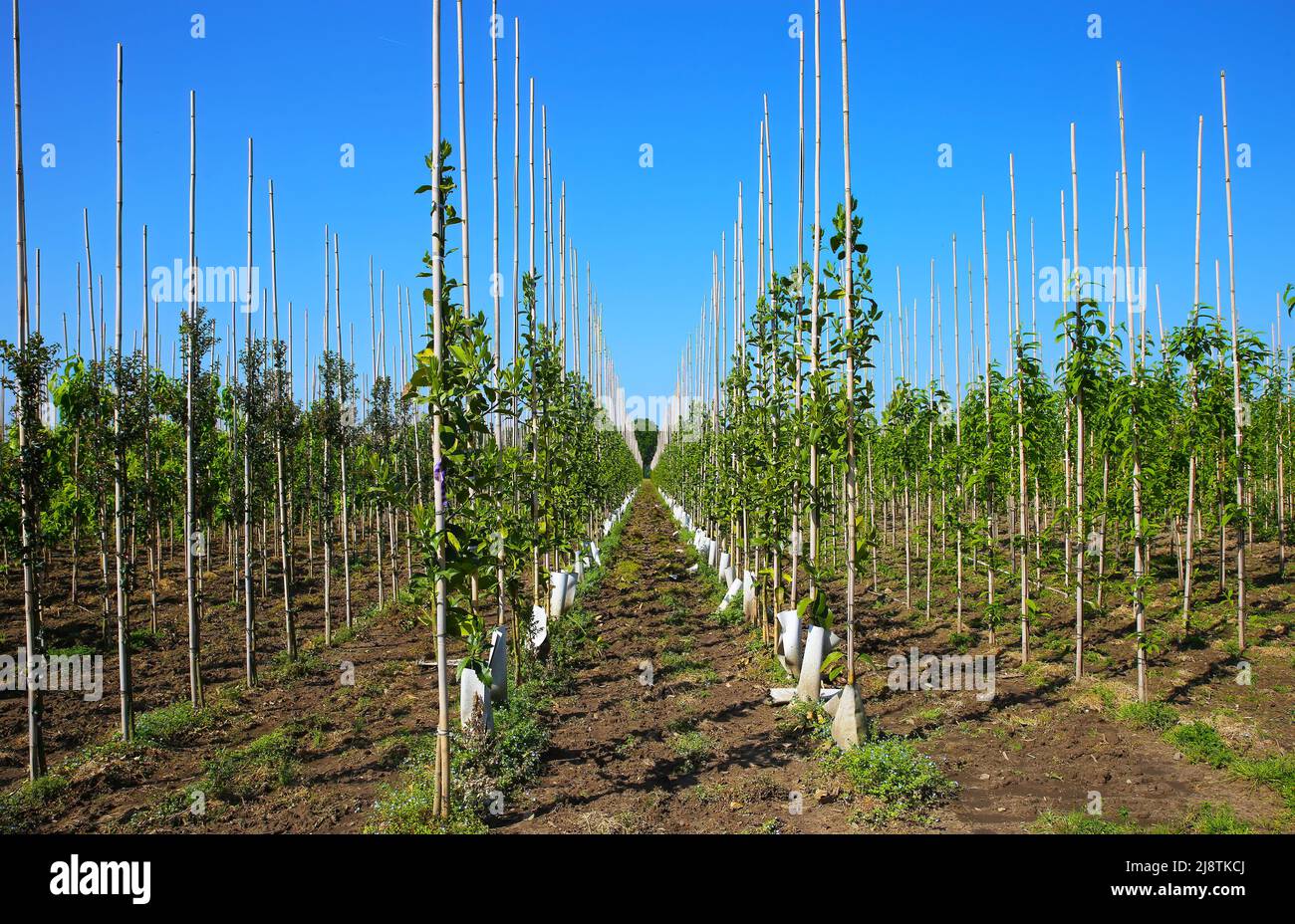 Rows of tree seedlings hi-res stock photography and images - Alamy