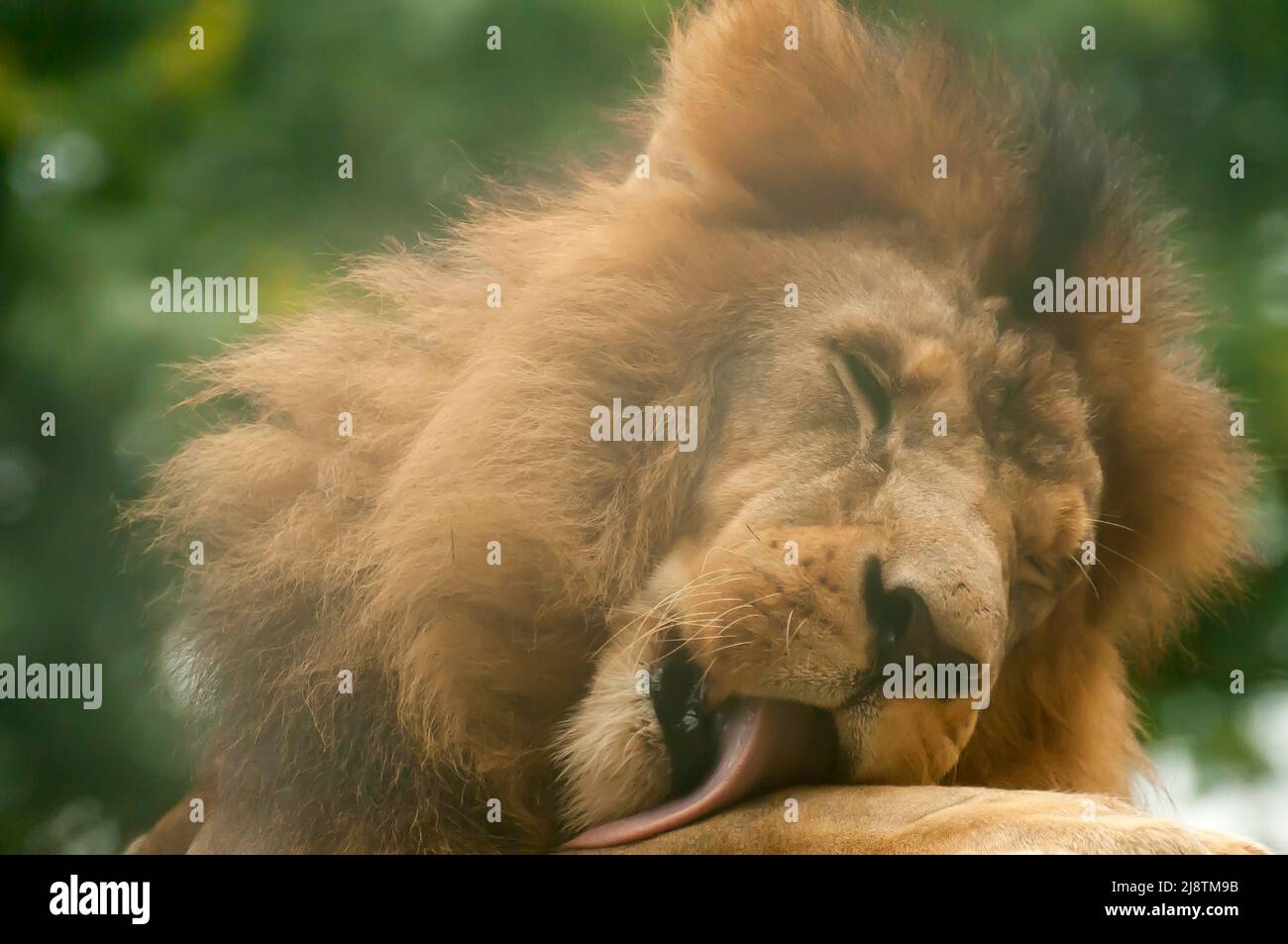 African male lion close up, the biggest African cat Stock Photo - Alamy