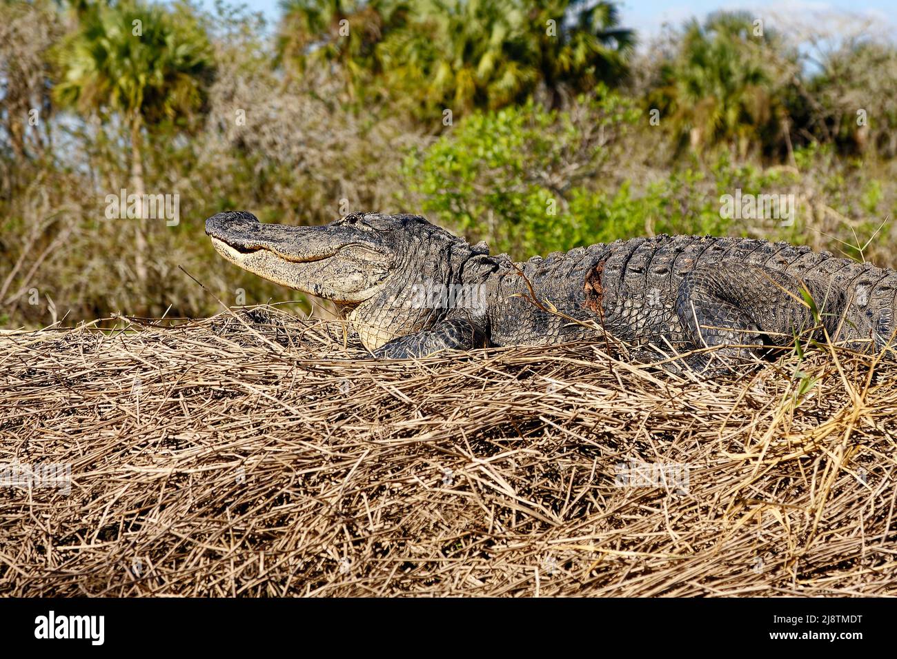 American alligator sunning,side view, close-up, marine, quiet ...