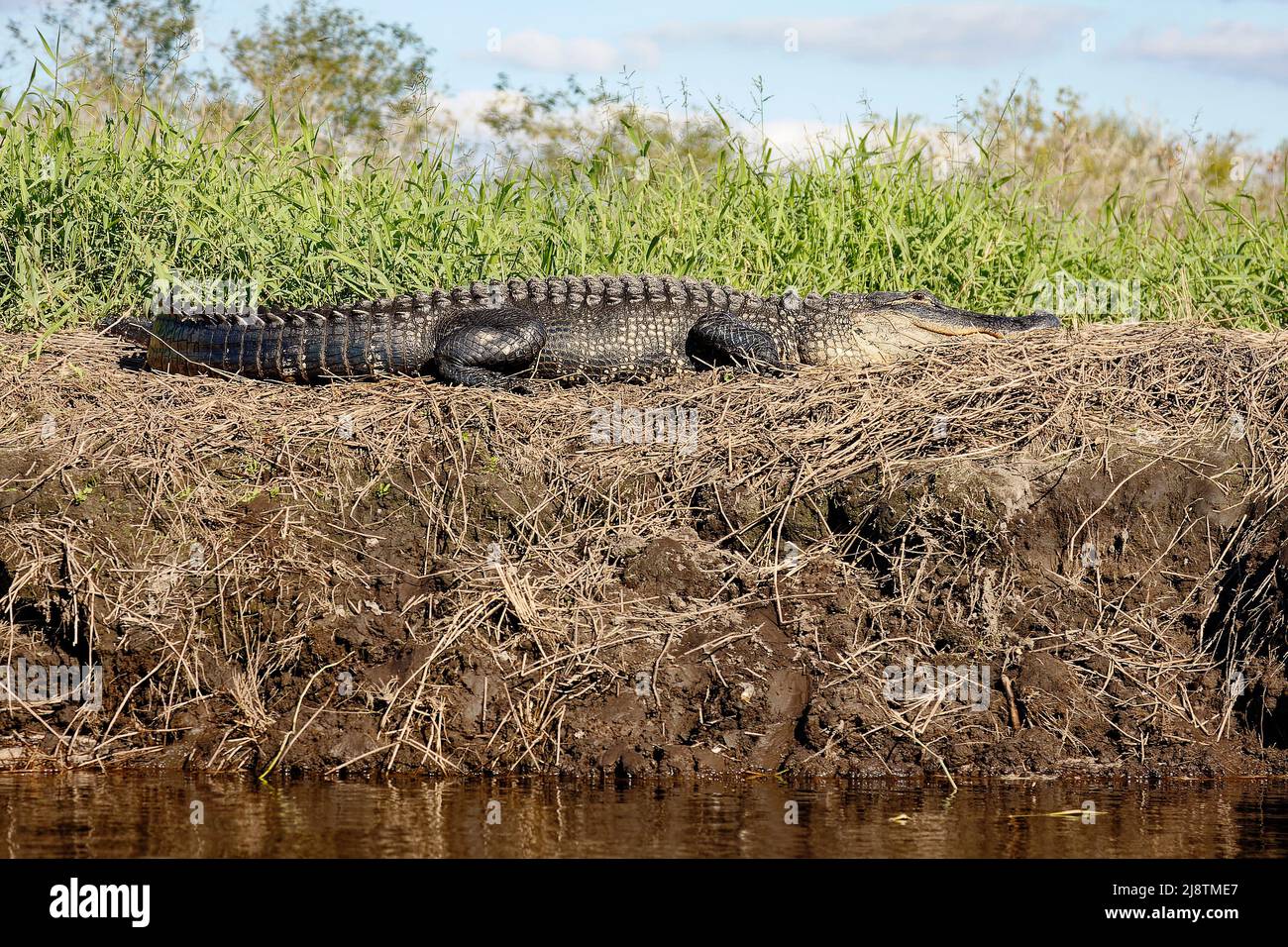 American alligator sunning, side view, close-up, muddy river bank ...