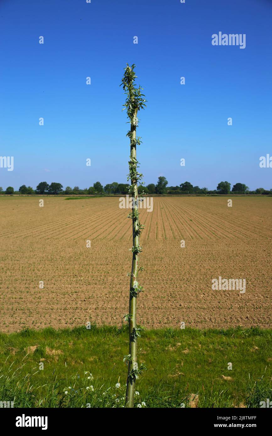 Closeup of young tree branch with cut head for growth of pollard willow ...