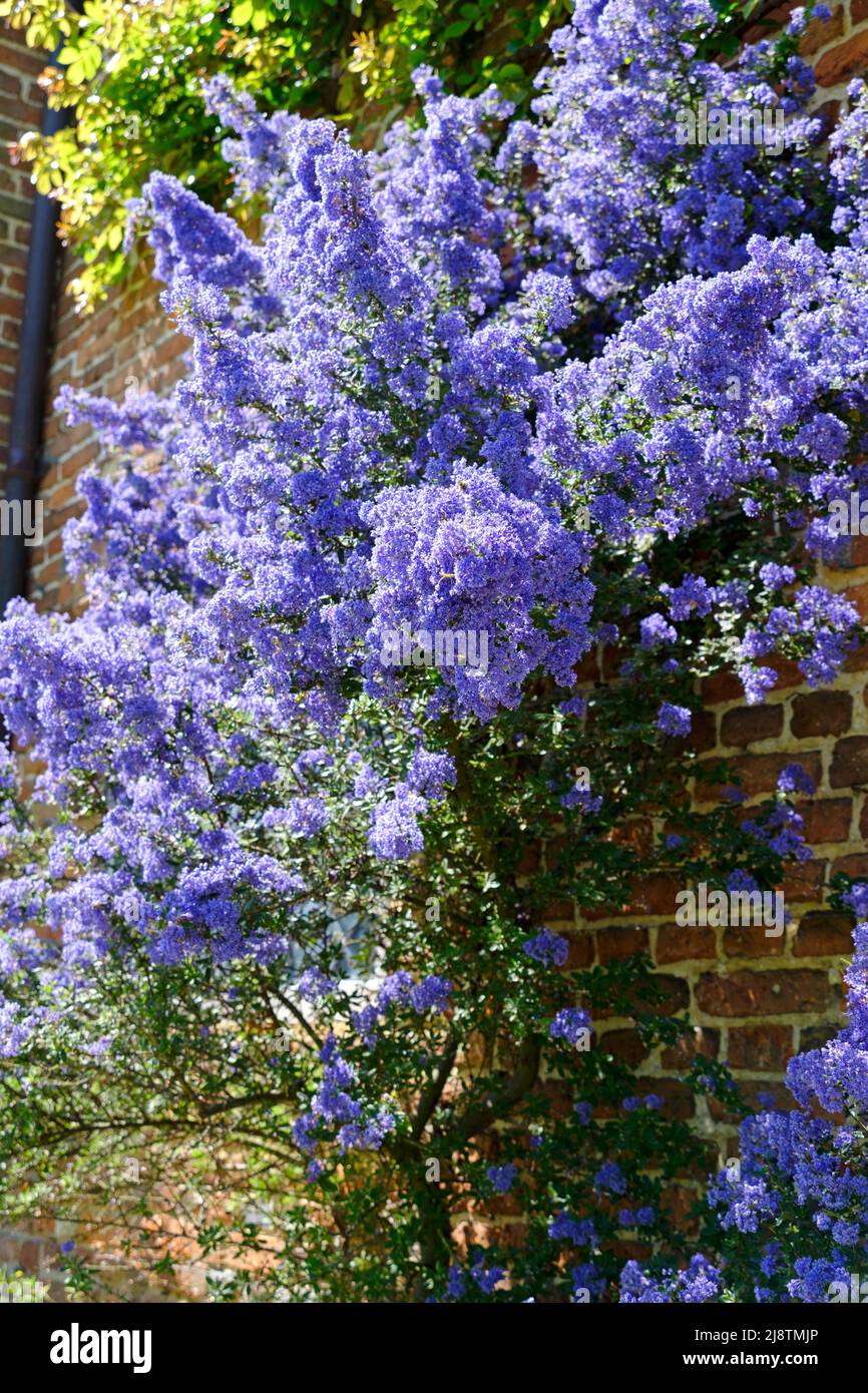 Ceanothus uk hi-res stock photography and images - Alamy