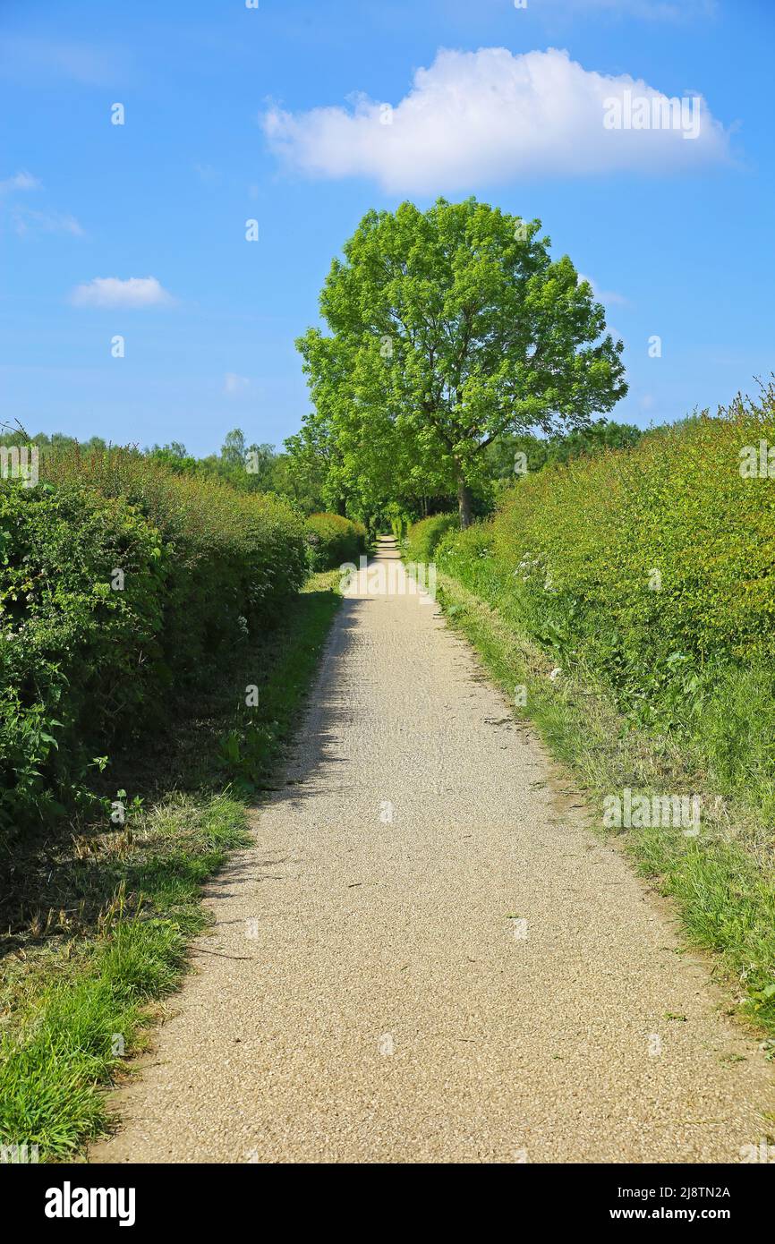 Beautiful dutch landscape, empty cycle path between green hedgerows in ...