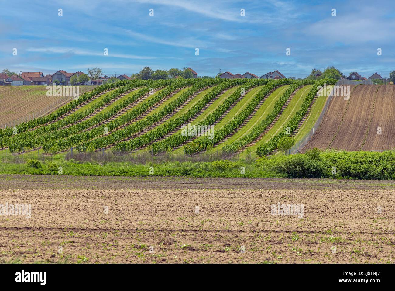 Crops Fields at Hill Sunny Spring Day Agriculture Farm Stock Photo - Alamy