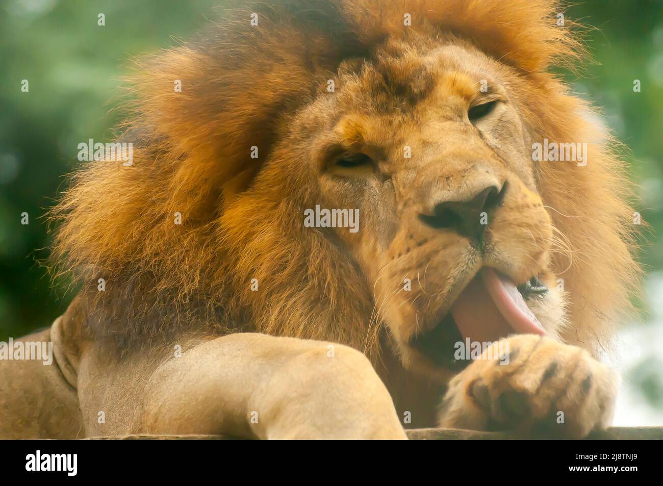 African male lion close up, the biggest African cat Stock Photo - Alamy