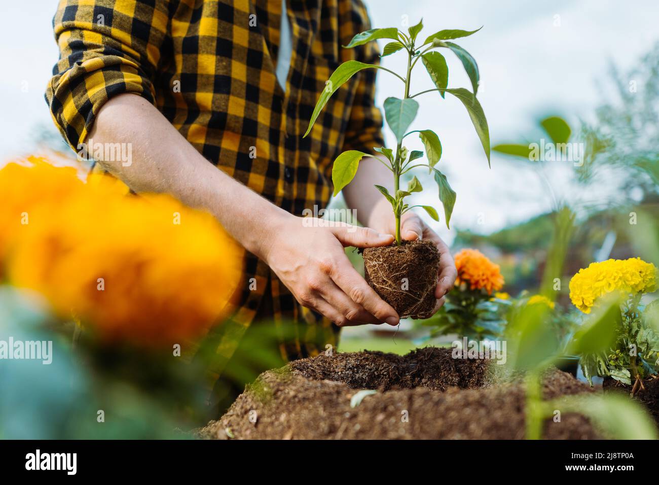 Man in garden planting green plants. Gardening concept Stock Photo - Alamy