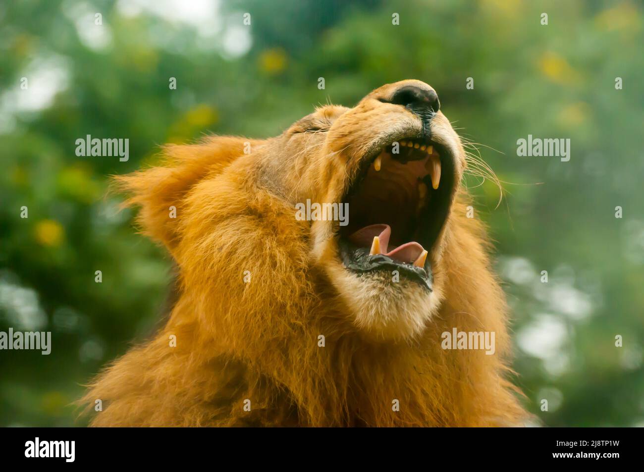African male lion close up, the biggest African cat Stock Photo - Alamy