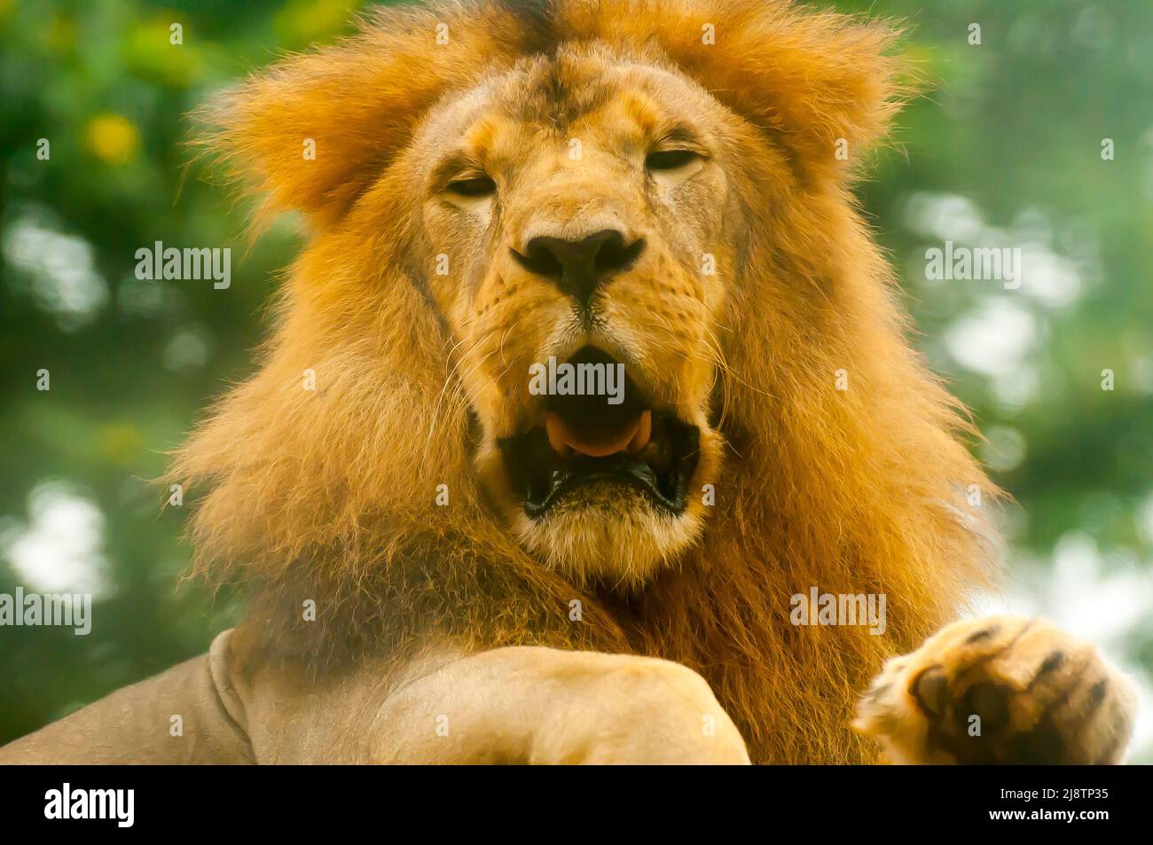 African male lion close up, the biggest African cat Stock Photo - Alamy