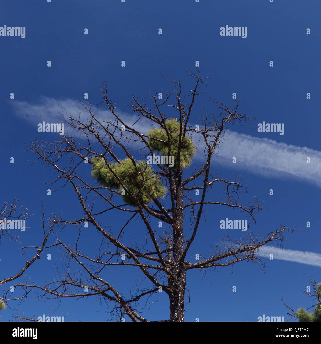 Flora of Gran Canaria - Pinus canariensis, fire-resistant Canary pine ...