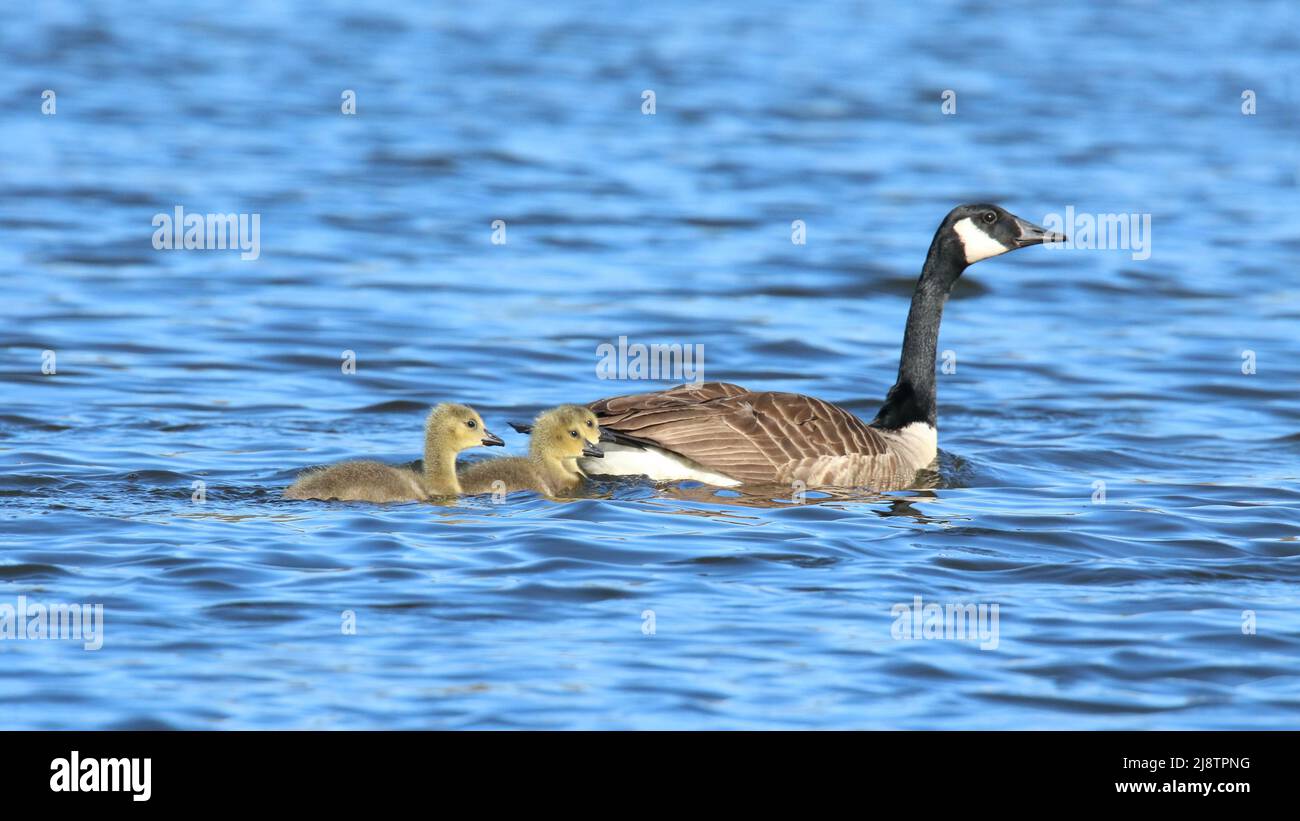Canada goose parents Branta canadensis swimming with goslings on a lake ...