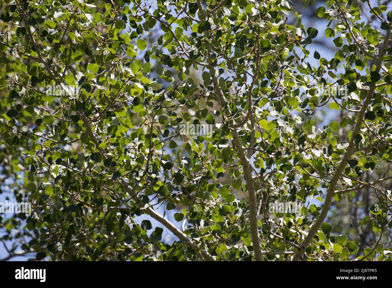 Green distally acute proximally subcordate ovate leaves of Populus ...