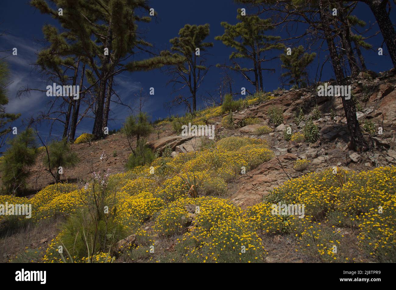 Flora of Gran Canaria - Lotus spartioides, endemic to the island ...