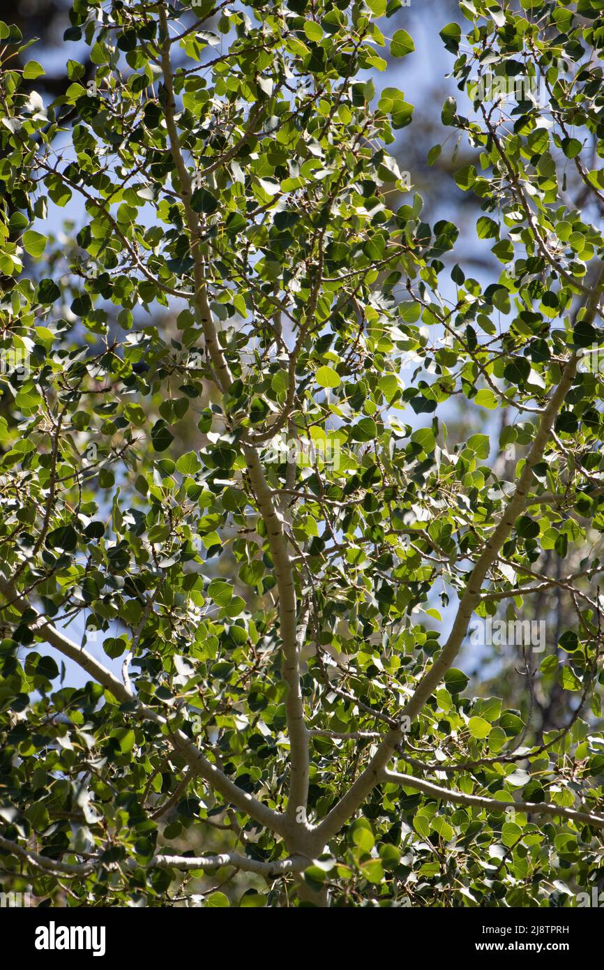 Salicaceae hi-res stock photography and images - Alamy