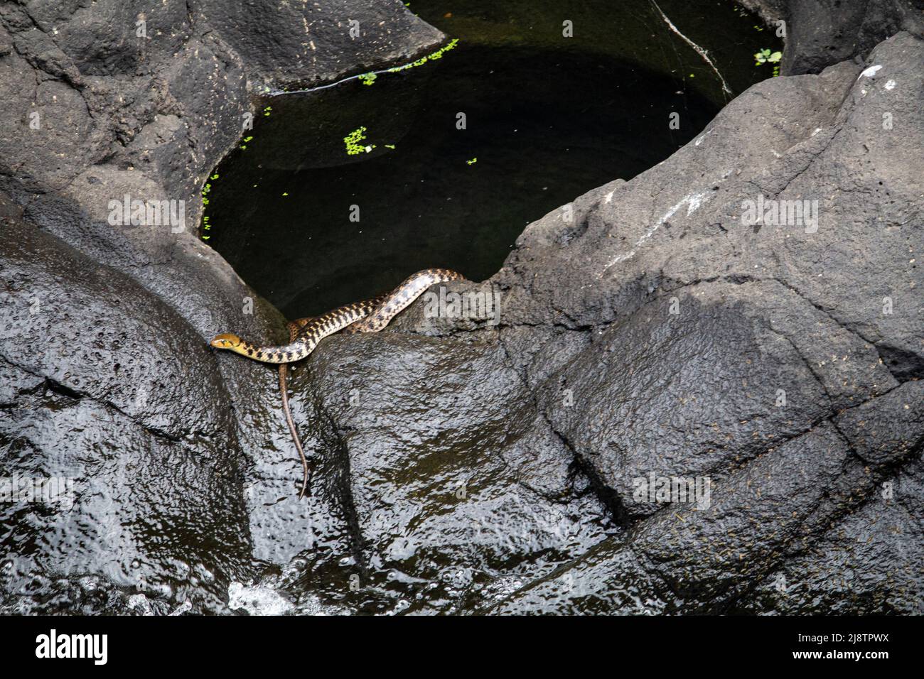 Snake pit falls hi-res stock photography and images - Alamy