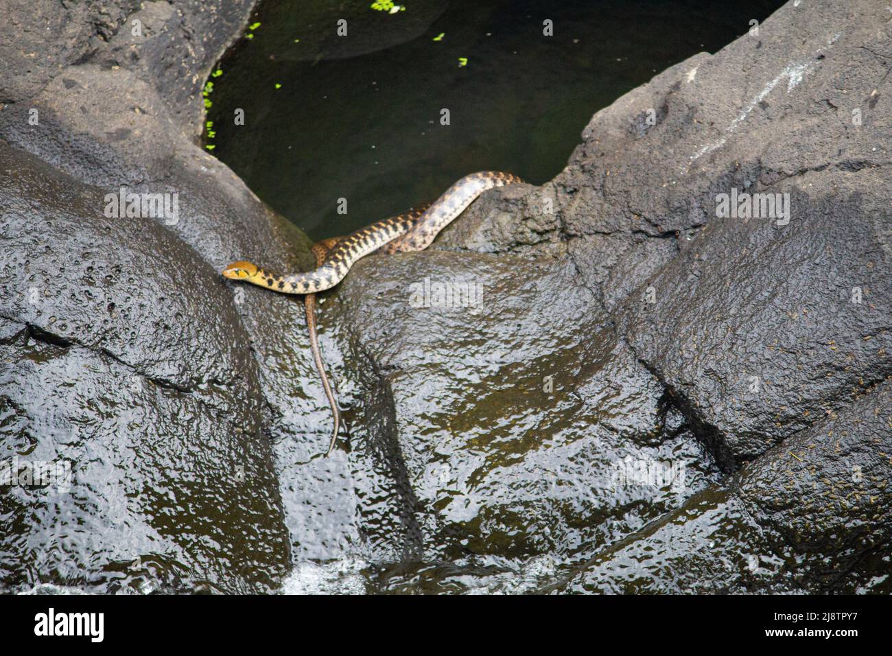 Snake in the water, Snake on the rock Stock Photo - Alamy