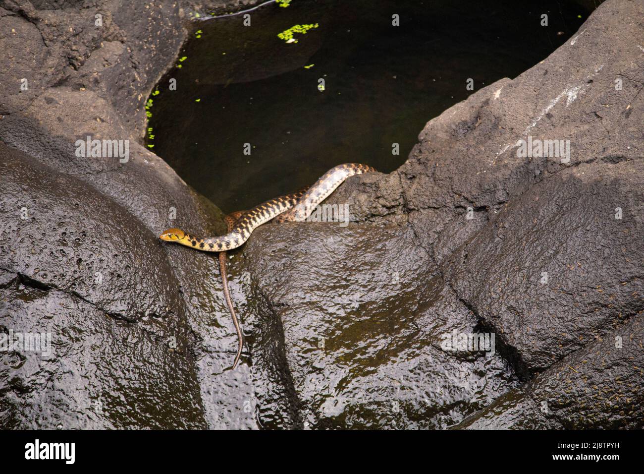 Snake in the water, Snake on the rock Stock Photo - Alamy
