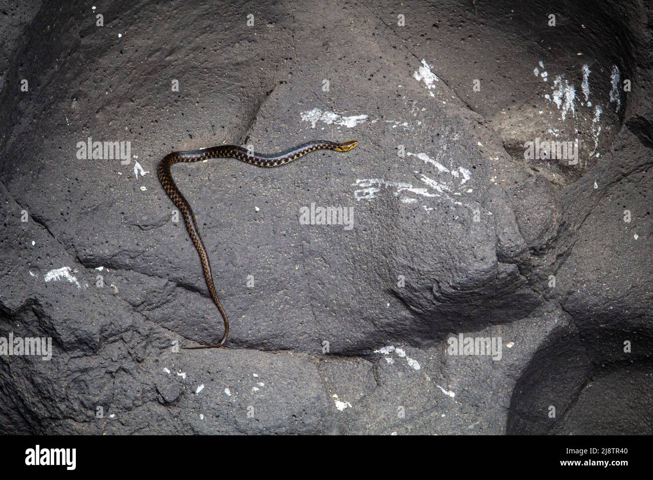 Snake in the water, Snake on the rock Stock Photo - Alamy