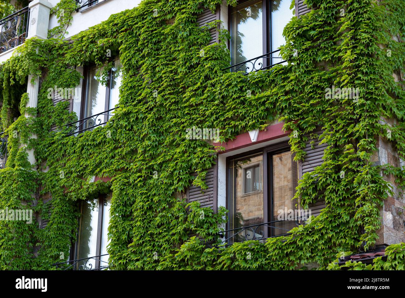 The building is overgrown with climbing vines. Windows surrounded by ...