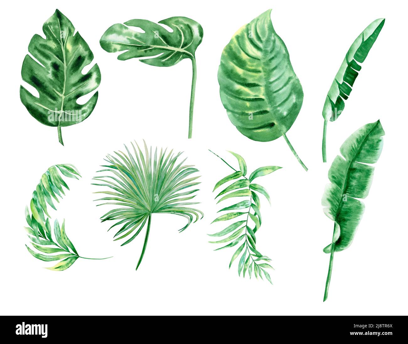 Tropical leaves set Cut Out Stock Images & Pictures - Alamy