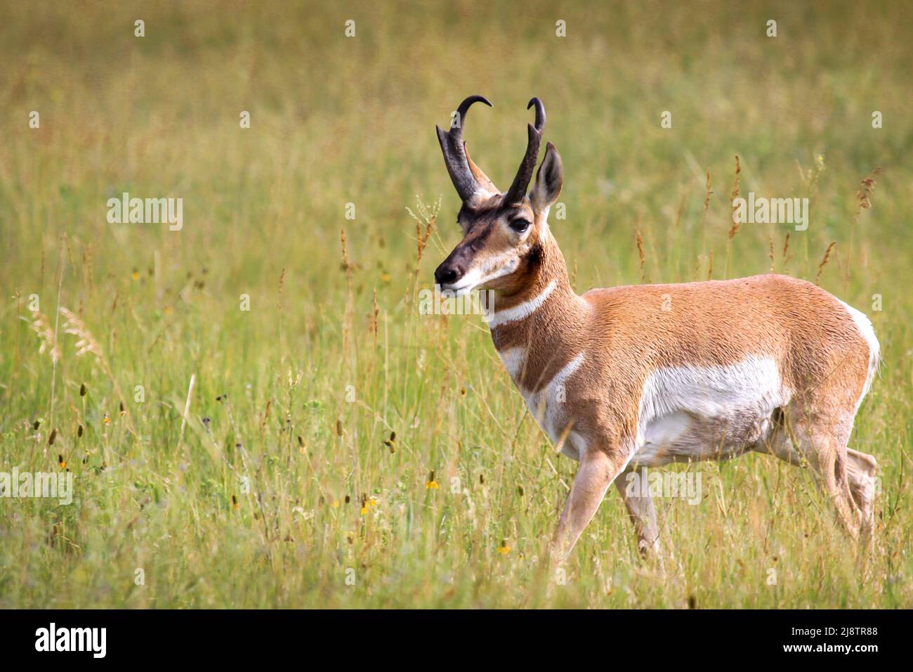 Pronghorn antelope buck hi-res stock photography and images - Alamy