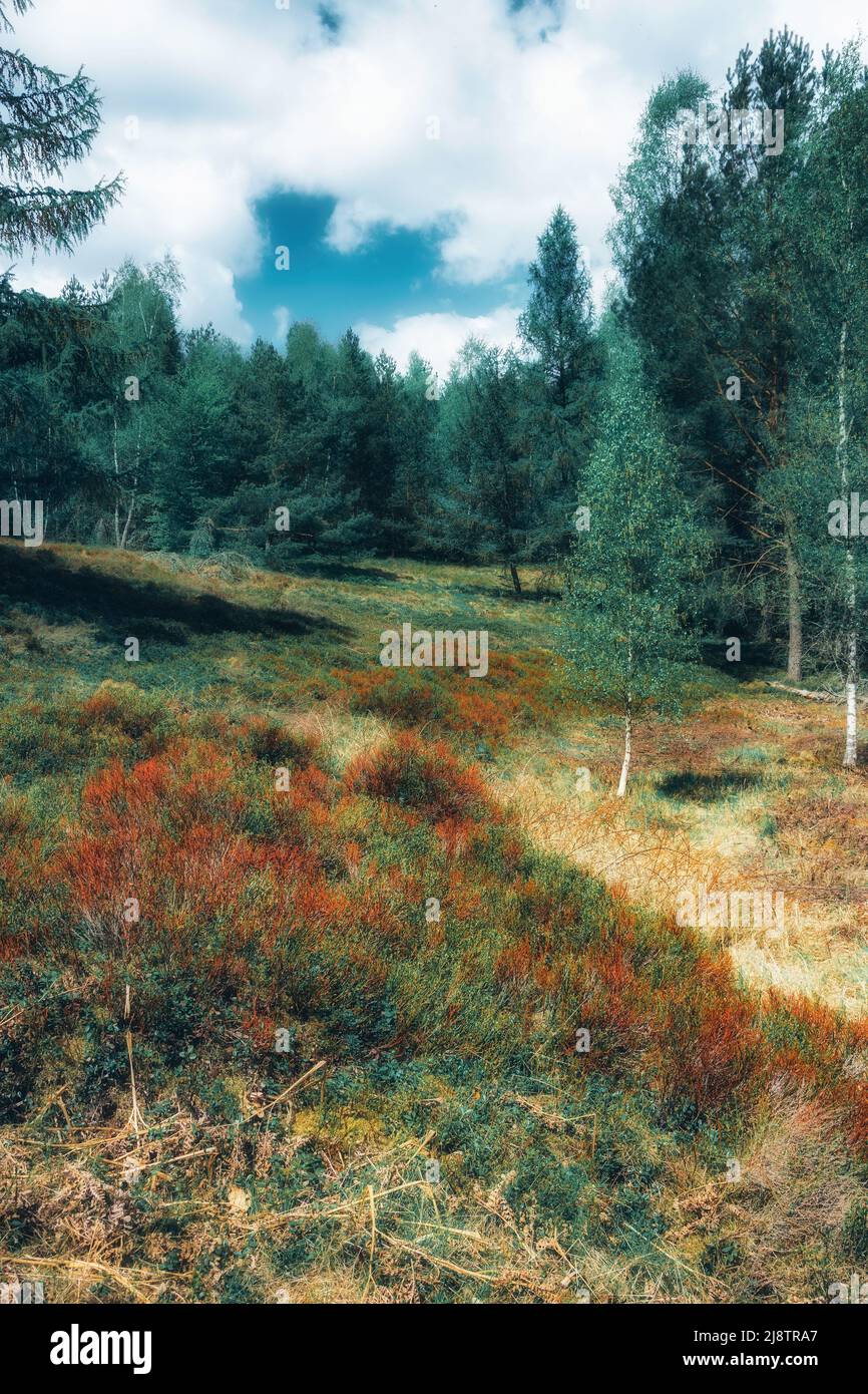 Forest clearing on sunny hi-res stock photography and images - Alamy