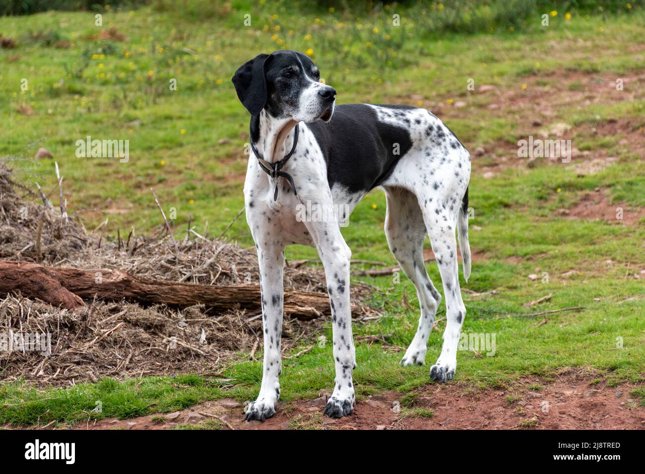 Female English Pointer Stock Photo - Alamy