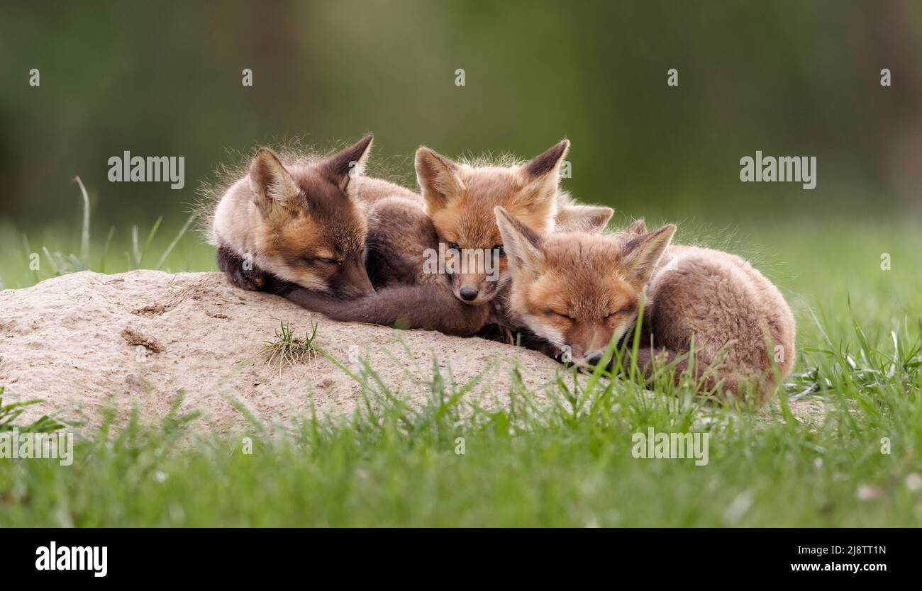 Red fox kits or pups at a den Stock Photo - Alamy